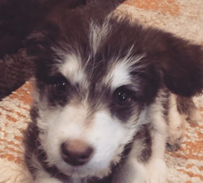 90 Unreal Poodle Cross Breeds You Have To See To Believe