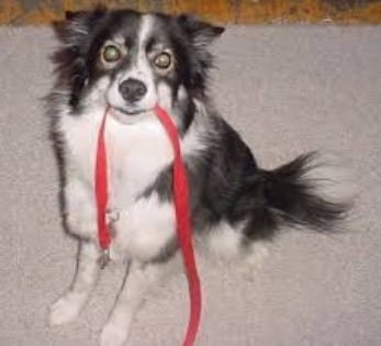 14 Collie Mix Breeds – The Popular and Adorable Hybrid Dogs - PetPress