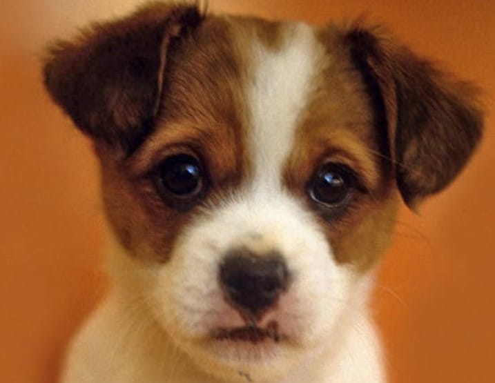 34 Pekingese Mixes That Will Melt Your Cold, Unloving Heart - PetPress