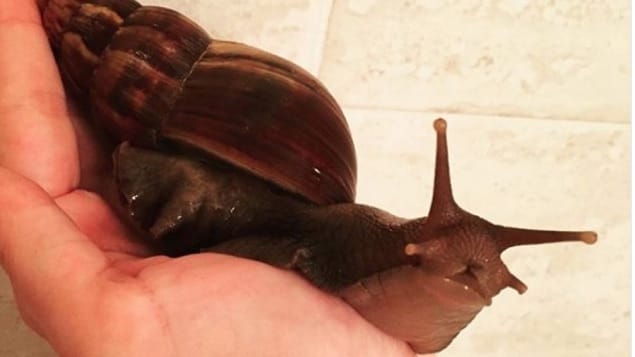 14 Rules For Keeping Snails At Home