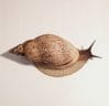 15 Fantastic Facts About Snails That You Probably Didn't Know