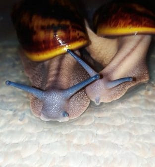 15 Fantastic Facts About Snails That You Probably Didn't Know