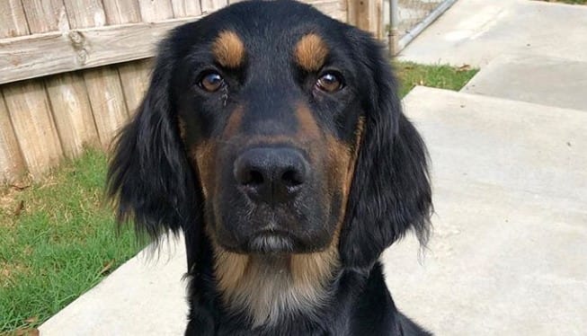 18 Times Springer Spaniels Mixed With Other Breeds, And The Result Was ...