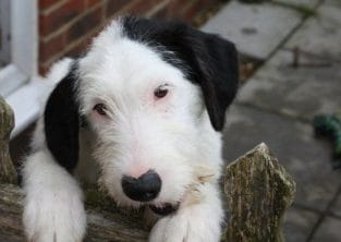 18 Times Springer Spaniels Mixed With Other Breeds, And The Result Was ...