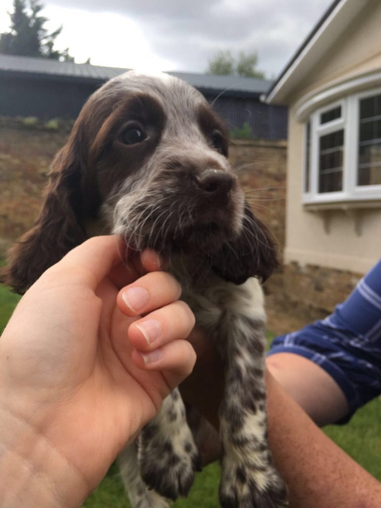 18 Times Springer Spaniels Mixed With Other Breeds, And The Result Was ...