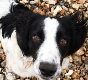 14 Collie Mix Breeds – The Popular and Adorable Hybrid Dogs - PetPress