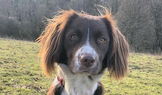 18 Times Springer Spaniels Mixed With Other Breeds, And The Result Was ...
