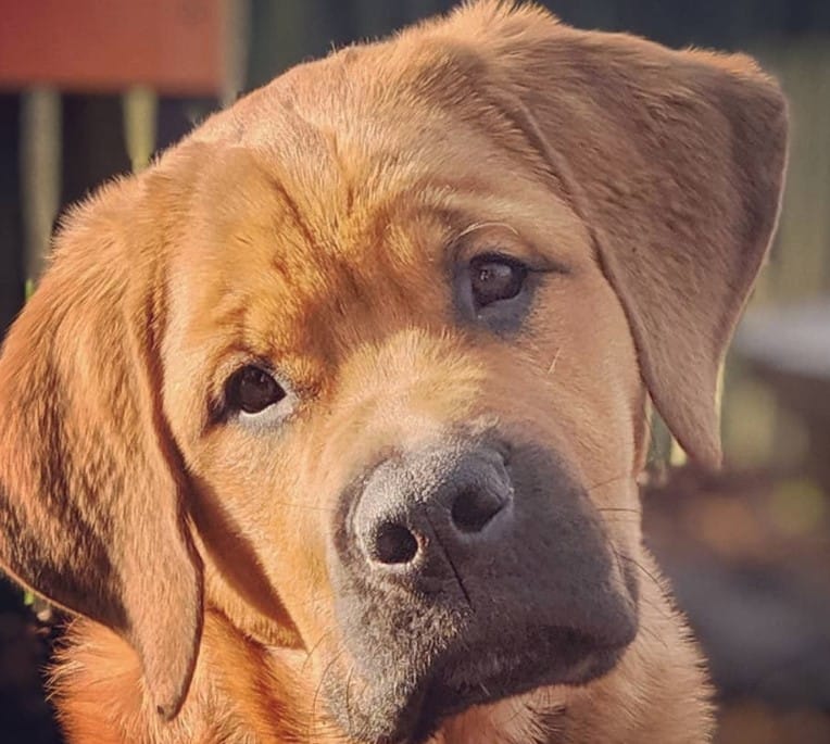 35 Cute Rottweiler Mixes That'll Melt Your Heart - PetPress