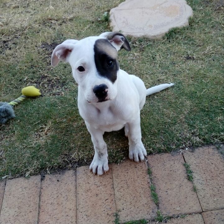 13 Staffordshire Bull Terrier Mix Breeds – The Popular and Adorable ...