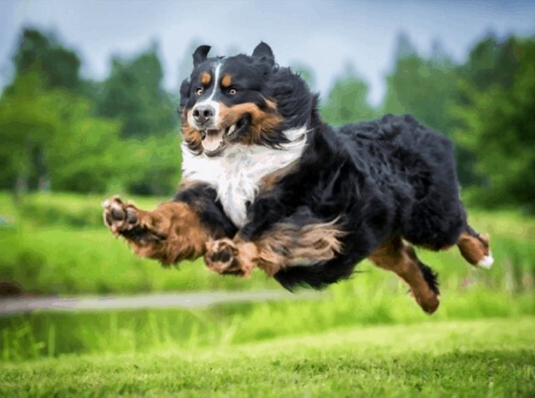 15 Bernese Mountain Dog Mixes You've Never Seen - PetPress