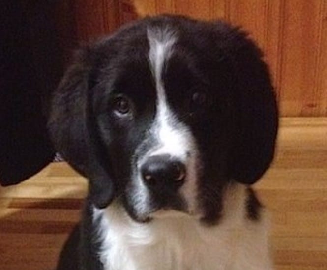 11 Newfoundland Mixes That'll Melt Your Heart - PetPress