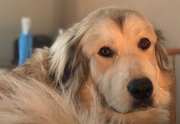 18 Great Pyrenees Mix Breeds – The Popular and Adorable Hybrid Dogs ...