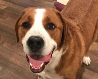 16 Saint Bernard Mixes That Will Melt Your Cold, Unloving Heart - PetPress