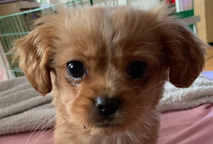 7 Tibetan Spaniel Mix Breeds - The Popular and Adorable Hybrid Dogs ...