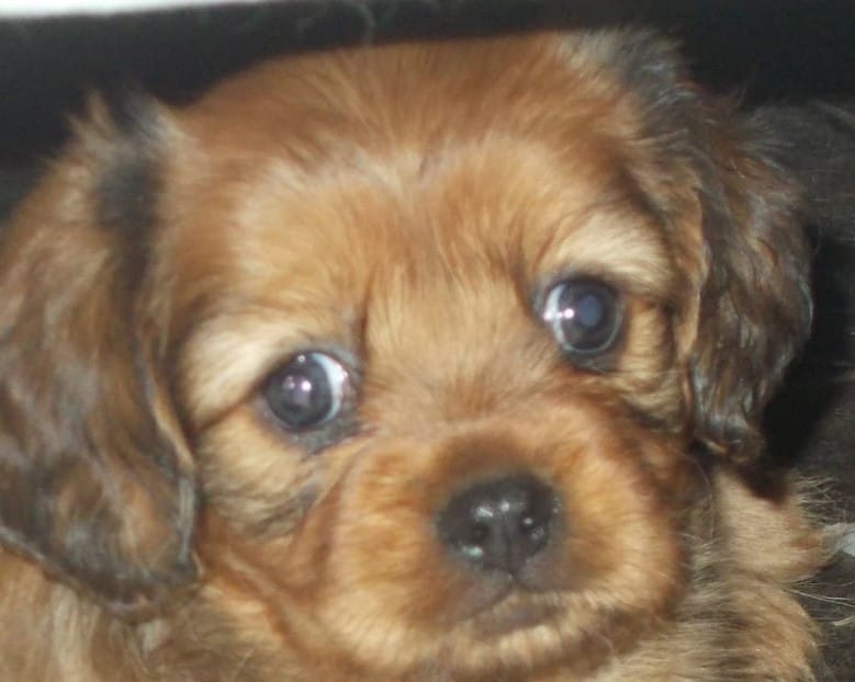 39 Utterly Gorgeous Cavalier King Charles Spaniel Mixes You Need In ...
