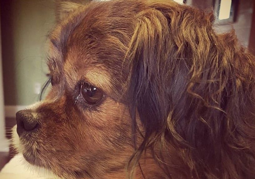 7 Tibetan Spaniel Mix Breeds - The Popular and Adorable Hybrid Dogs ...