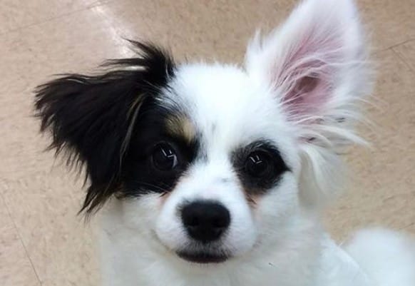 7 Tibetan Spaniel Mix Breeds - The Popular and Adorable Hybrid Dogs ...