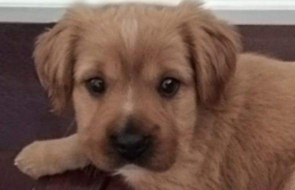 7 Tibetan Spaniel Mix Breeds - The Popular and Adorable Hybrid Dogs ...