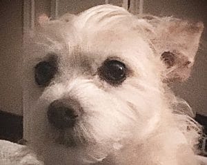 28 Cairn Terrier Mix Breeds – The Popular and Adorable Hybrid Dogs ...