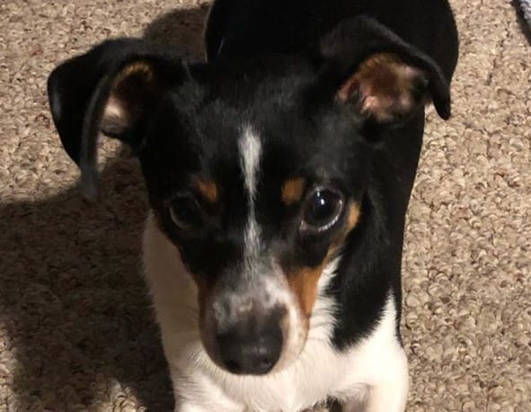 26 Times Rat Terriers Mixed With Other Breeds - PetPress