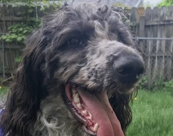 90 Unreal Poodle Cross Breeds You Have To See To Believe