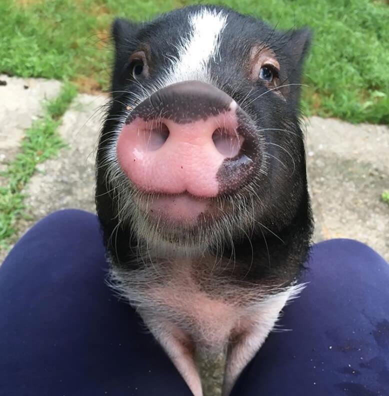 Pig Names: The 500 Most Popular Male and Female Pig Names