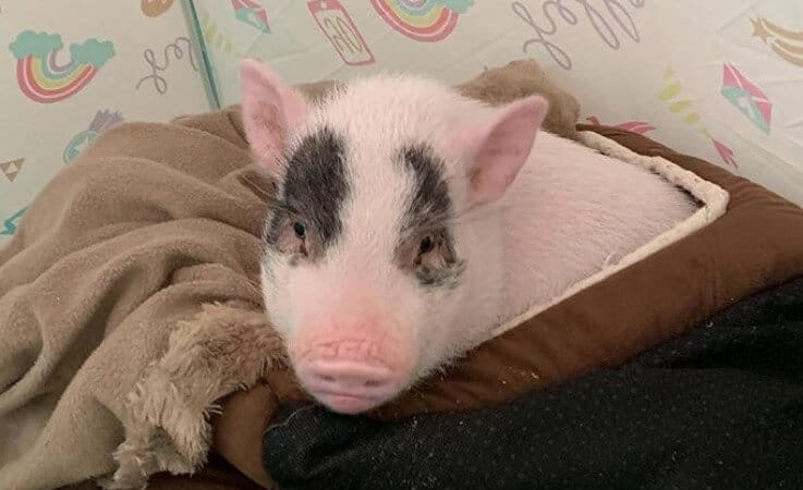 Best Female Pig Names - 230 Great Ideas For Naming Your Pet Pig - PetPress