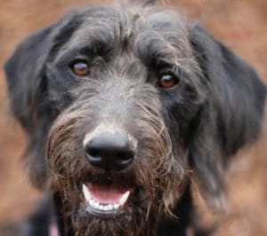 16 Weimaraner Mixes That'll Melt Your Heart - PetPress