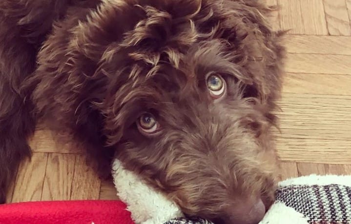 16 Weimaraner Mixes That'll Melt Your Heart - PetPress