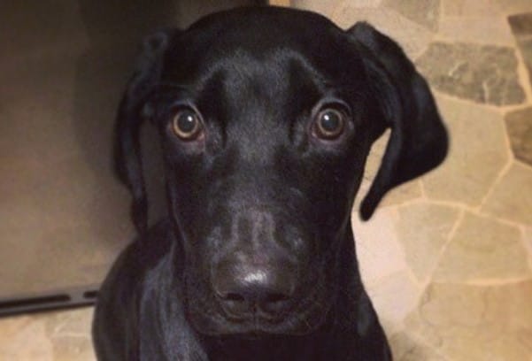 35 Cute Rottweiler Mixes That'll Melt Your Heart - PetPress