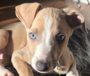 5 Whippet Mix Breeds – The Popular and Adorable Hybrid Dogs - PetPress