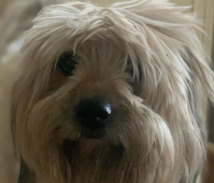 90 Unreal Poodle Cross Breeds You Have To See To Believe