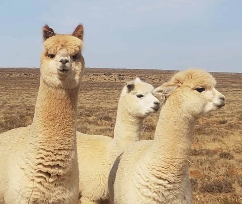 150 Best Alpaca Names - Cute & Funny Names for Your Alpaca - PetPress