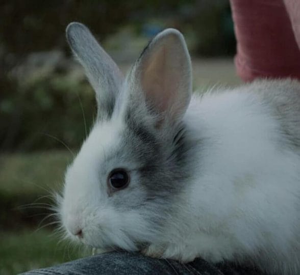 The 500 Best Male Rabbit Names For Your Bunny - PetPress