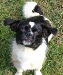 34 Pekingese Mixes That Will Melt Your Cold, Unloving Heart - PetPress