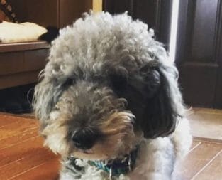 90 Unreal Poodle Cross Breeds You Have To See To Believe