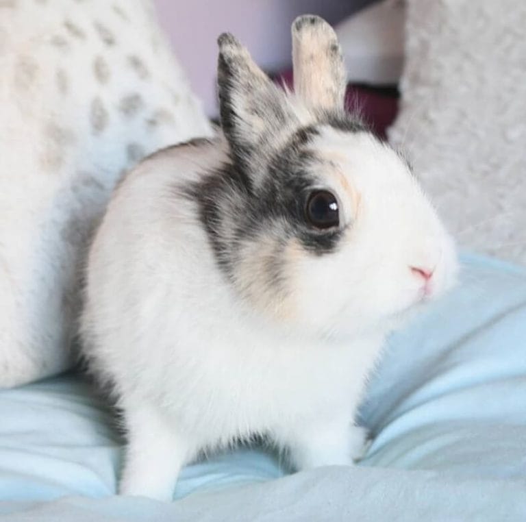 Female Rabbit Names: 300 of the Top Girl Bunny Names - PetPress