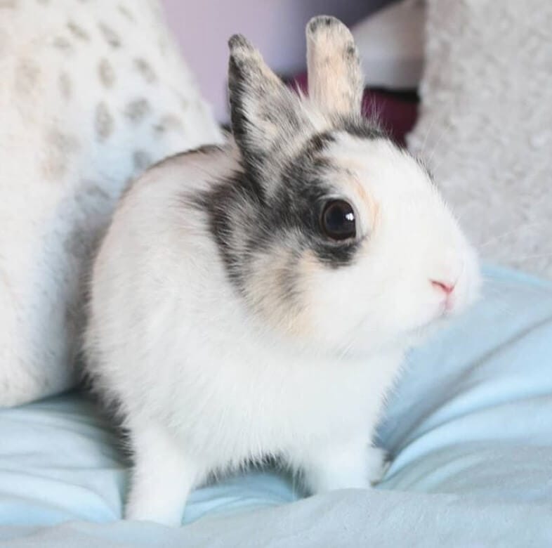 Female Rabbit Names: 300 of the Top Girl Bunny Names - PetPress