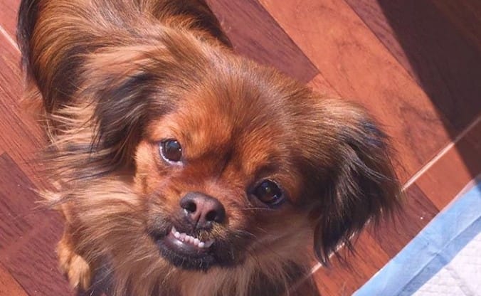 34 Pekingese Mixes That Will Melt Your Cold, Unloving Heart - PetPress