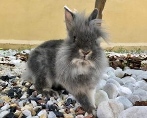 The 500 Best Male Rabbit Names For Your Bunny - PetPress