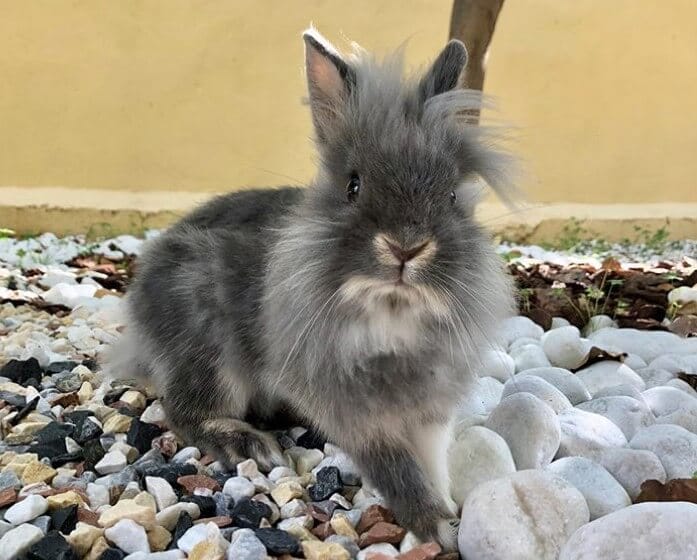 The 500 Best Male Rabbit Names For Your Bunny - PetPress