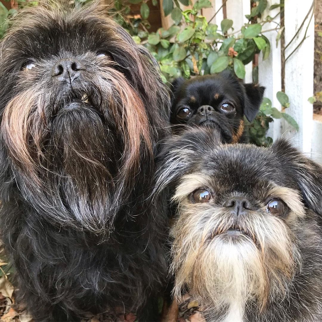 14 Amazing Facts About Funny Affenpinschers - PetPress