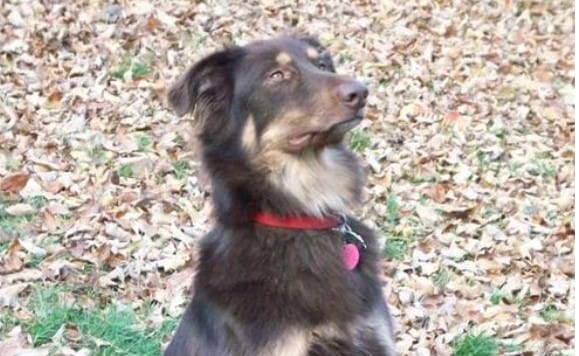 12 Crazily Cute Afghan Hound Mixes You Have To Check Out Now - PetPress