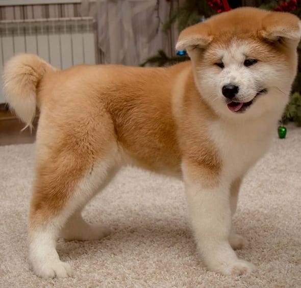 The 80 Best Long Dog Names You`ll Love - PetPress