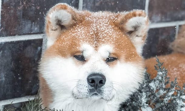 14 Photos That Tell How Akitas Spend Winter Holidays - PetPress