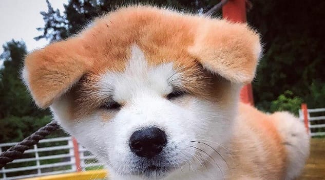 14 Akitas So Happy You Can’t Help But Smile - PetPress
