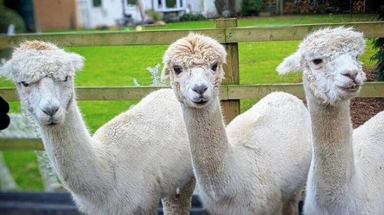 120+ Funny Alpaca Names: The Most Hilarious Names for an Alpaca