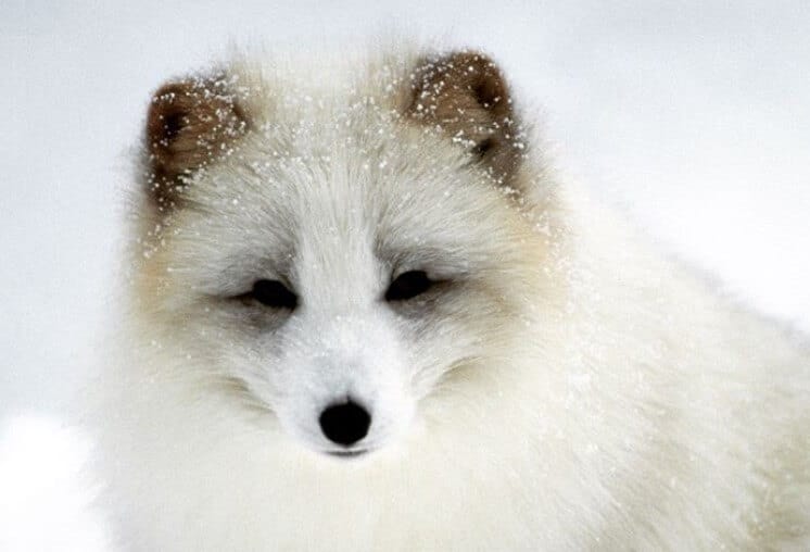 300+ Fox Names [with Video] | Cute, Funny, Cool Names for a Pet Fox