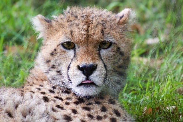 Cheetah Names: 180 Best & Famous Names for Cheetahs