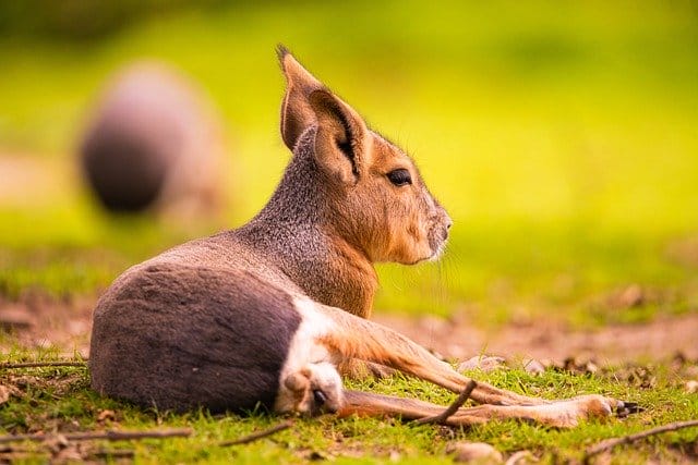 Kangaroo Names: 200 Good and Famous Names for Kangaroos
